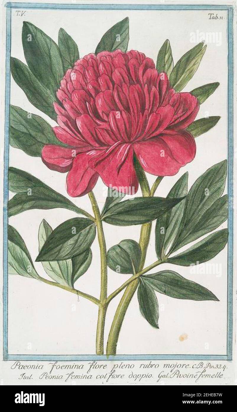 Paeonia - Hortus Romanus Stock Photo - Alamy