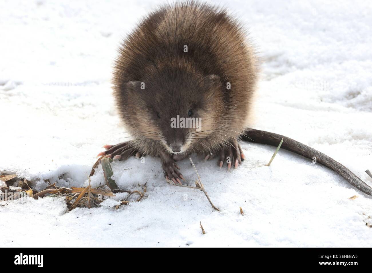 Beaver swimming out of its lodge hi-res stock photography and images ...