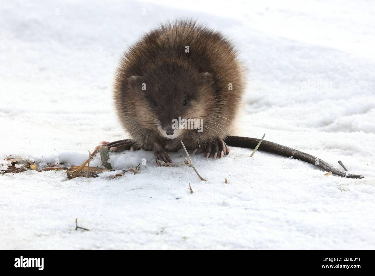 Muskrat webbed feet hi-res stock photography and images - Alamy