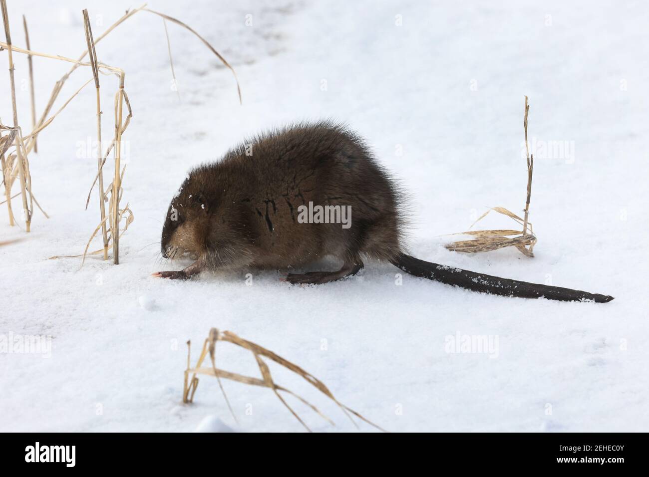 Muskrat lodge hi-res stock photography and images - Alamy