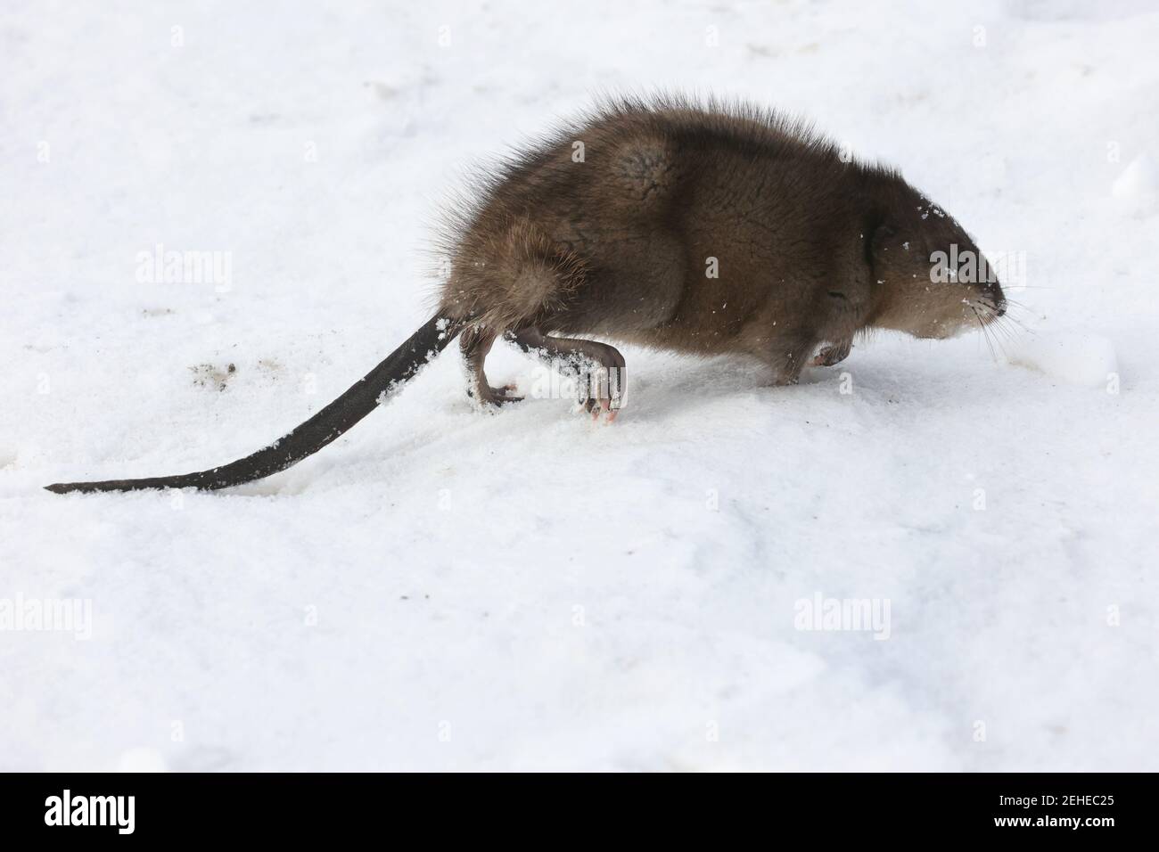 Muskrat lodge hi-res stock photography and images - Alamy