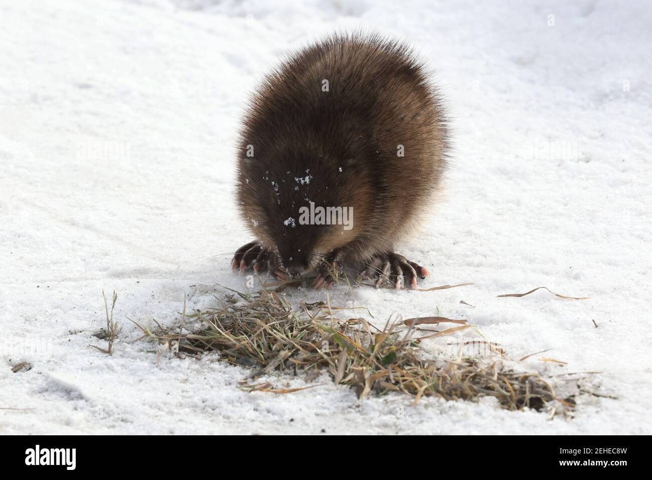 Muskrat out of the water hi-res stock photography and images - Alamy