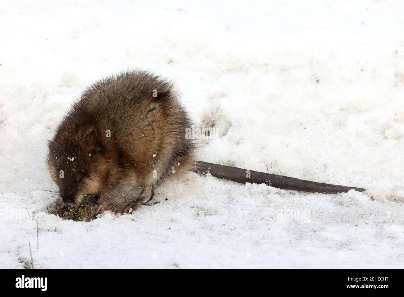 Has to eat fast and get back to water hi-res stock photography and ...