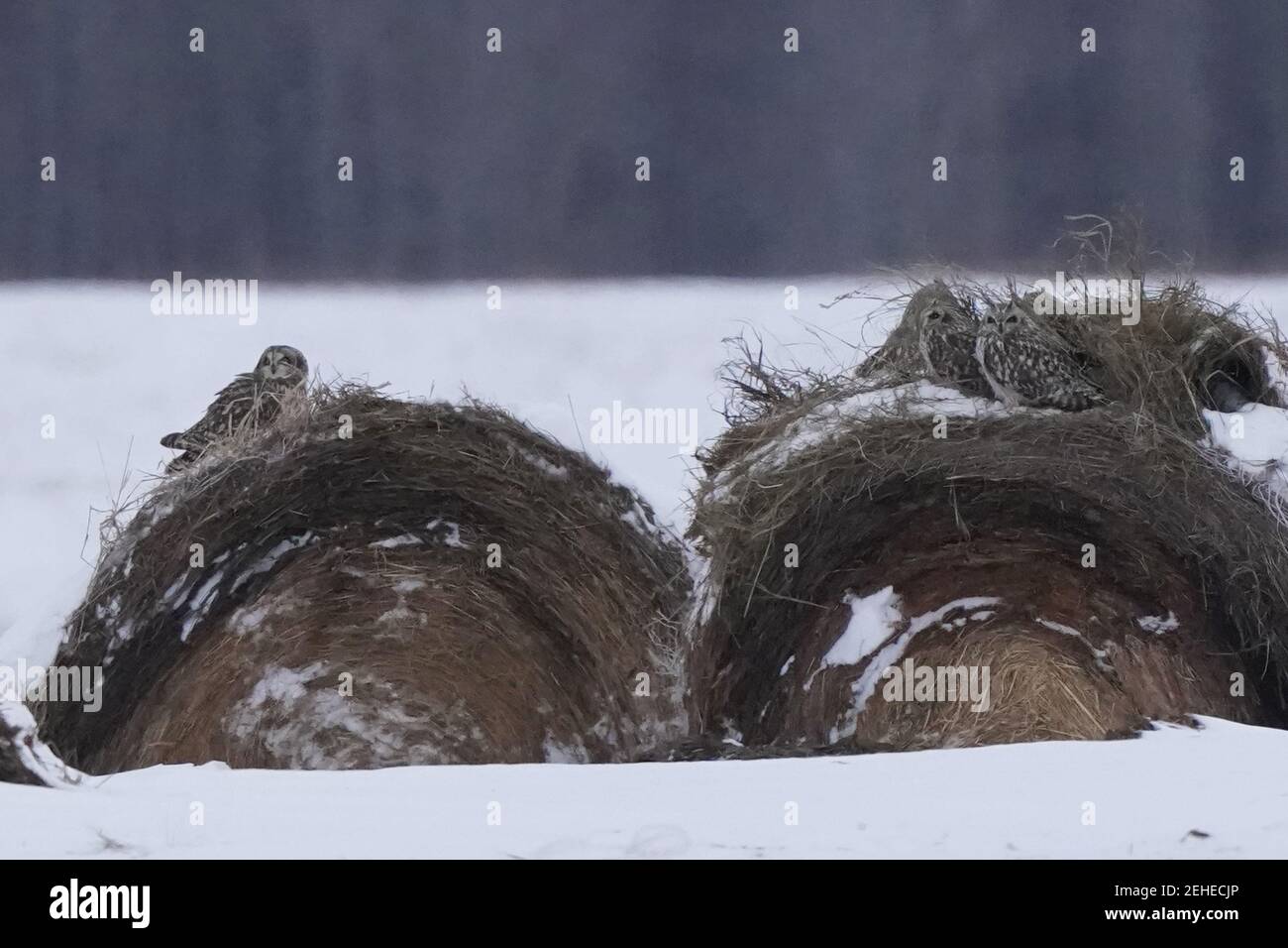 Short Eared owls resting in hay bales Stock Photo - Alamy