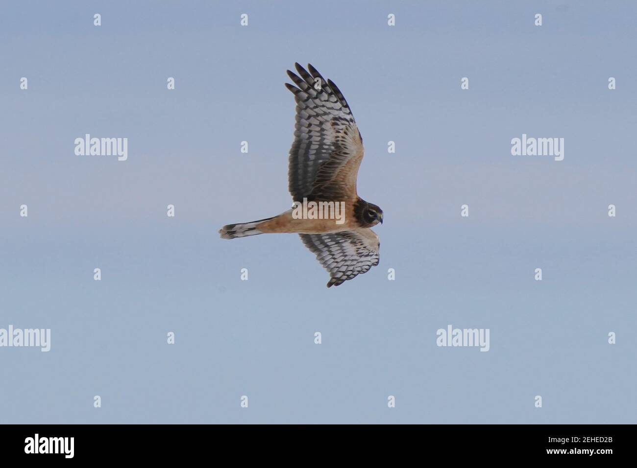 Harrier hawk hunting in owl territory Stock Photo - Alamy