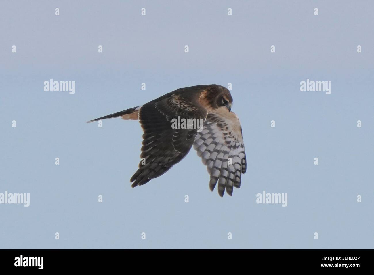 Harrier hawk hunting in owl territory Stock Photo - Alamy