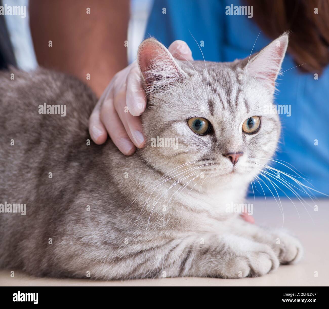 The cat being examining in vet clinic Stock Photo - Alamy