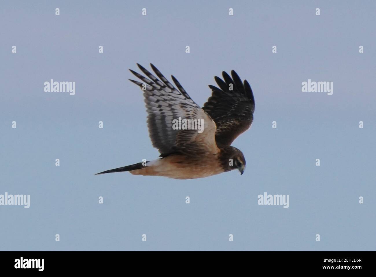Harrier hawk hunting in owl territory Stock Photo - Alamy