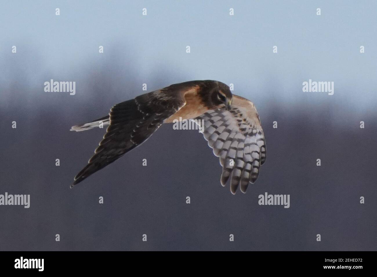 Harrier hawk hunting in owl territory Stock Photo - Alamy