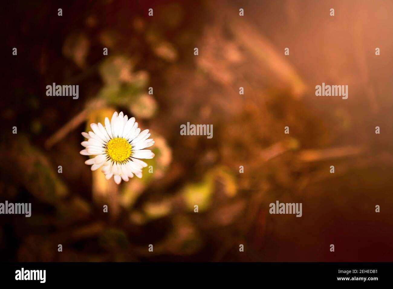 Daisy with copy space hi-res stock photography and images - Alamy
