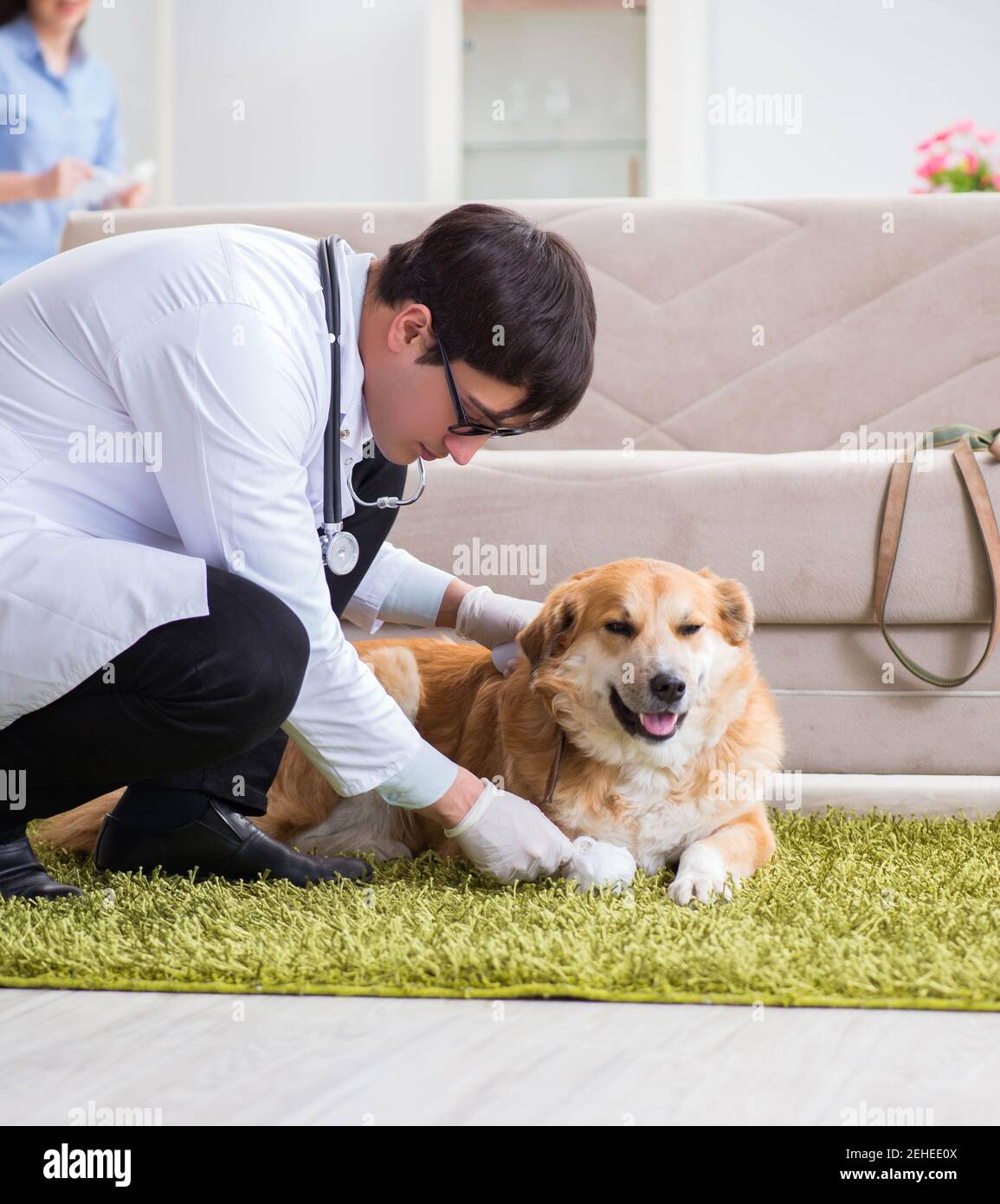 The vet doctor visiting golden retriever dog at home Stock Photo - Alamy