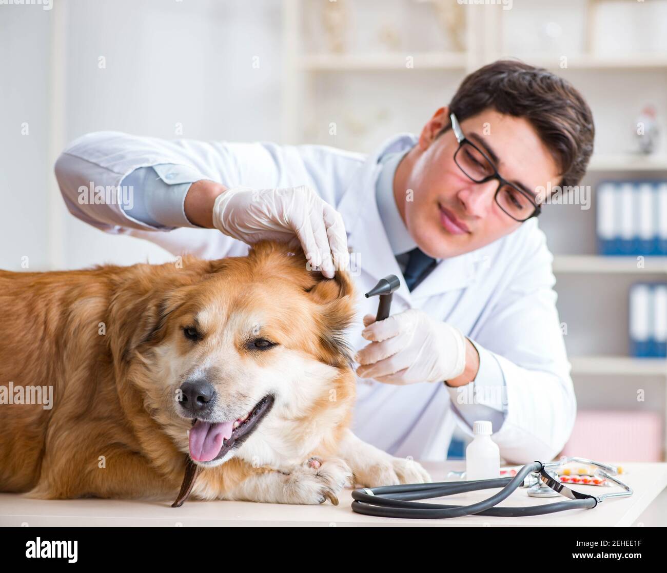 The doctor examining golden retriever dog in vet clinic Stock Photo - Alamy