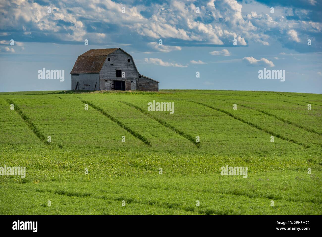 An old barn on the prairies with a wheat crop in the foreground in ...