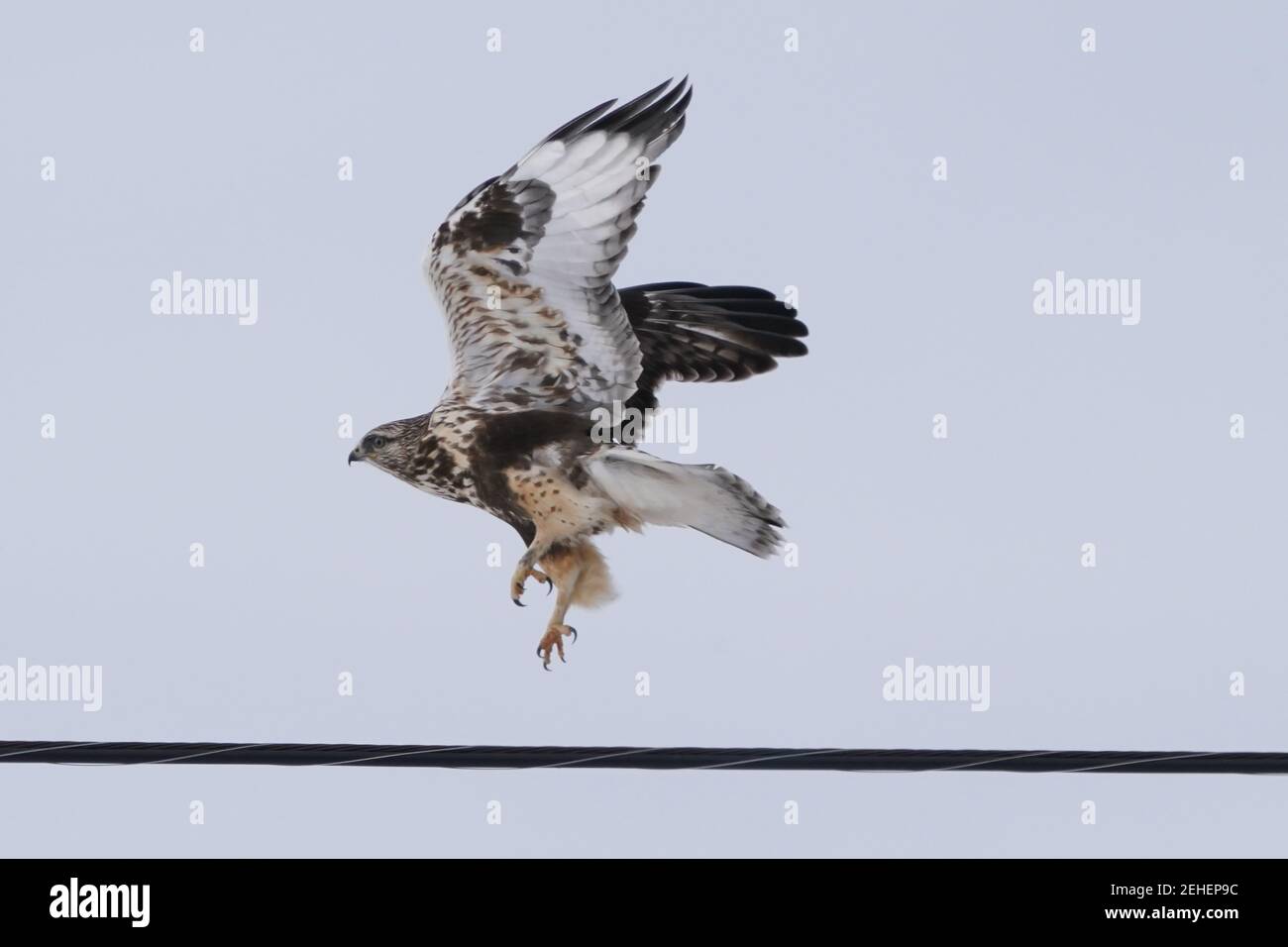 Rough legged hawks perching and flying in winter Stock Photo - Alamy