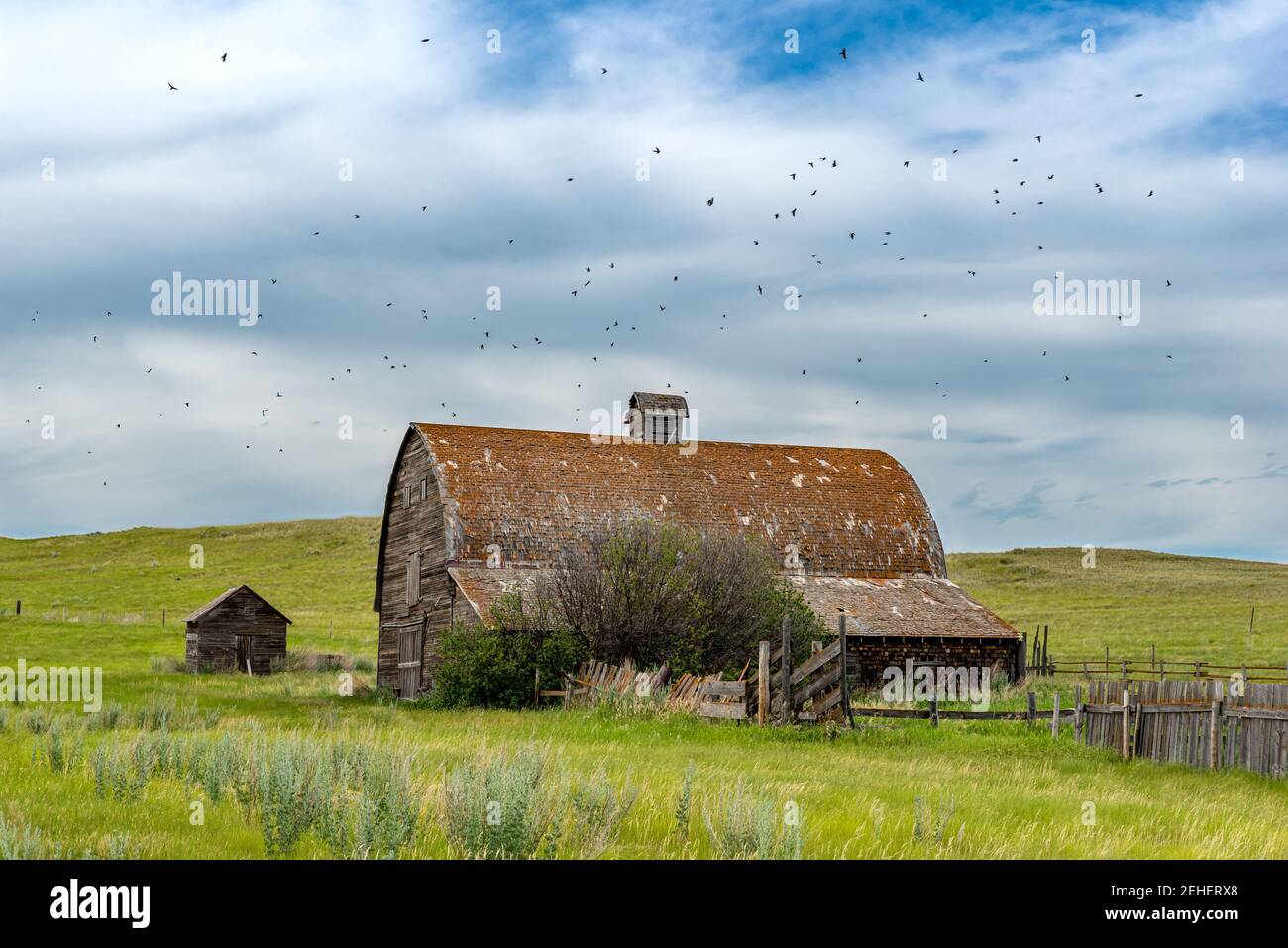 Birds flying over an old prairie barn in the Flintoft-Lankenheath area ...