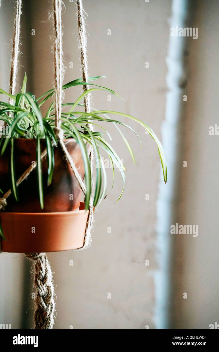 Floral rope hi-res stock photography and images - Alamy