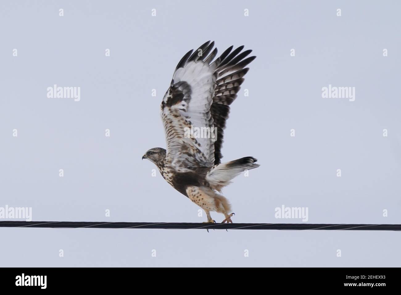 Rough legged hawks perching and flying in winter Stock Photo - Alamy