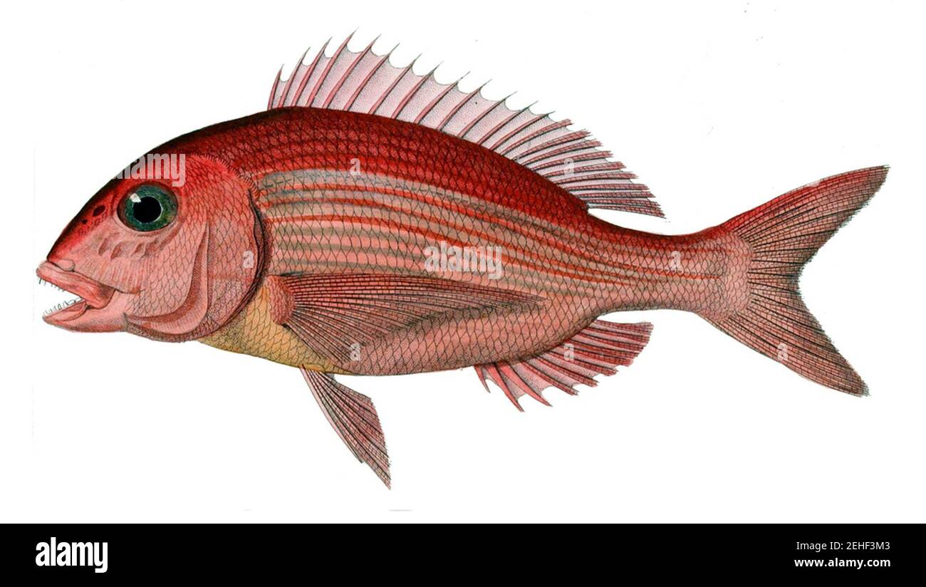 Pagrus hi-res stock photography and images - Alamy