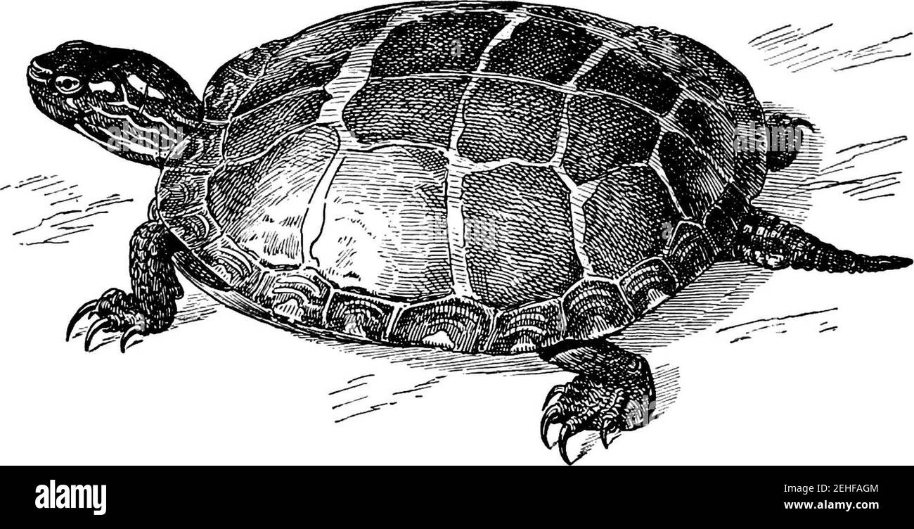 Painted Turtle Drawing