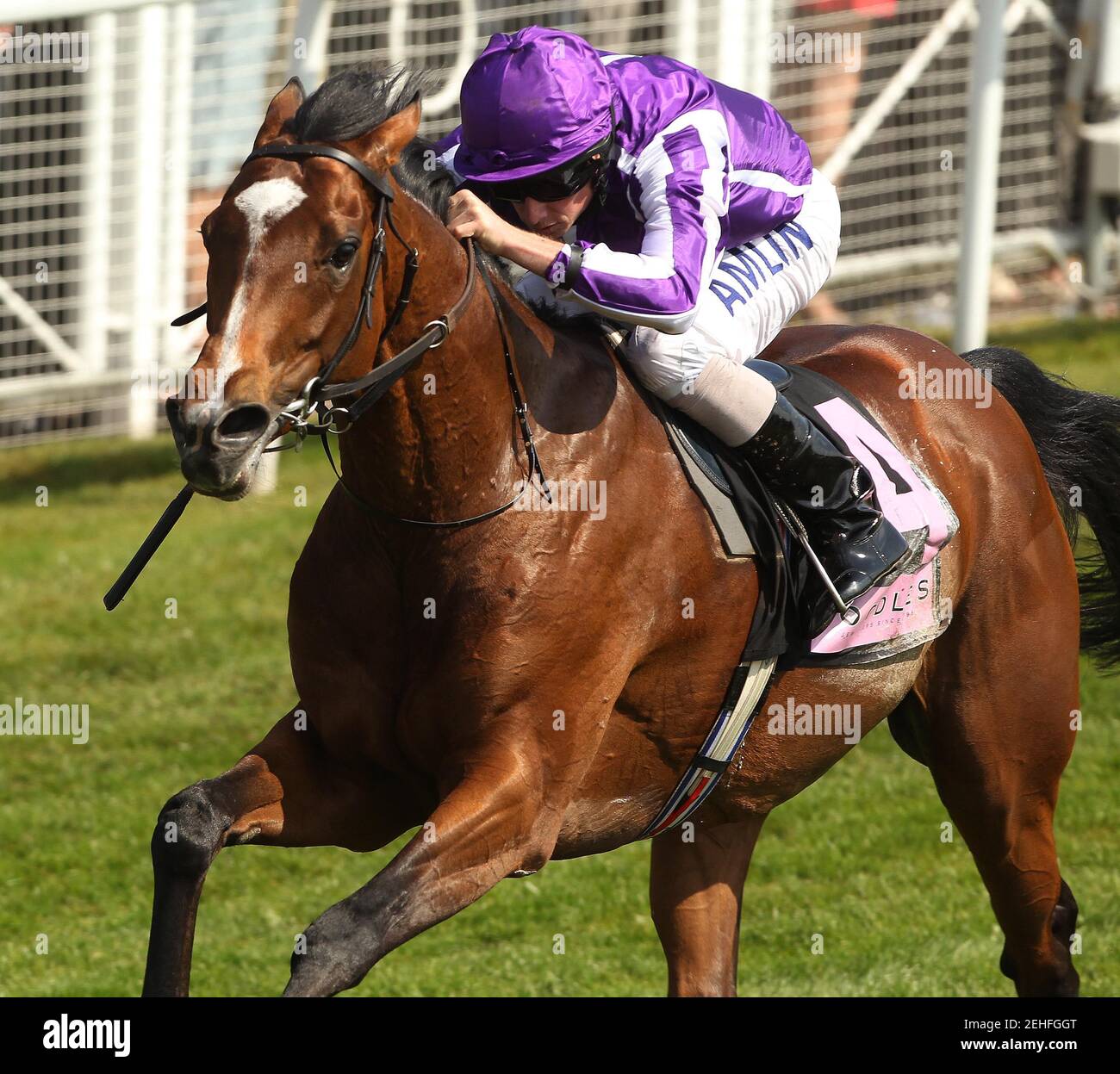 Ormonde horse hi-res stock photography and images - Alamy