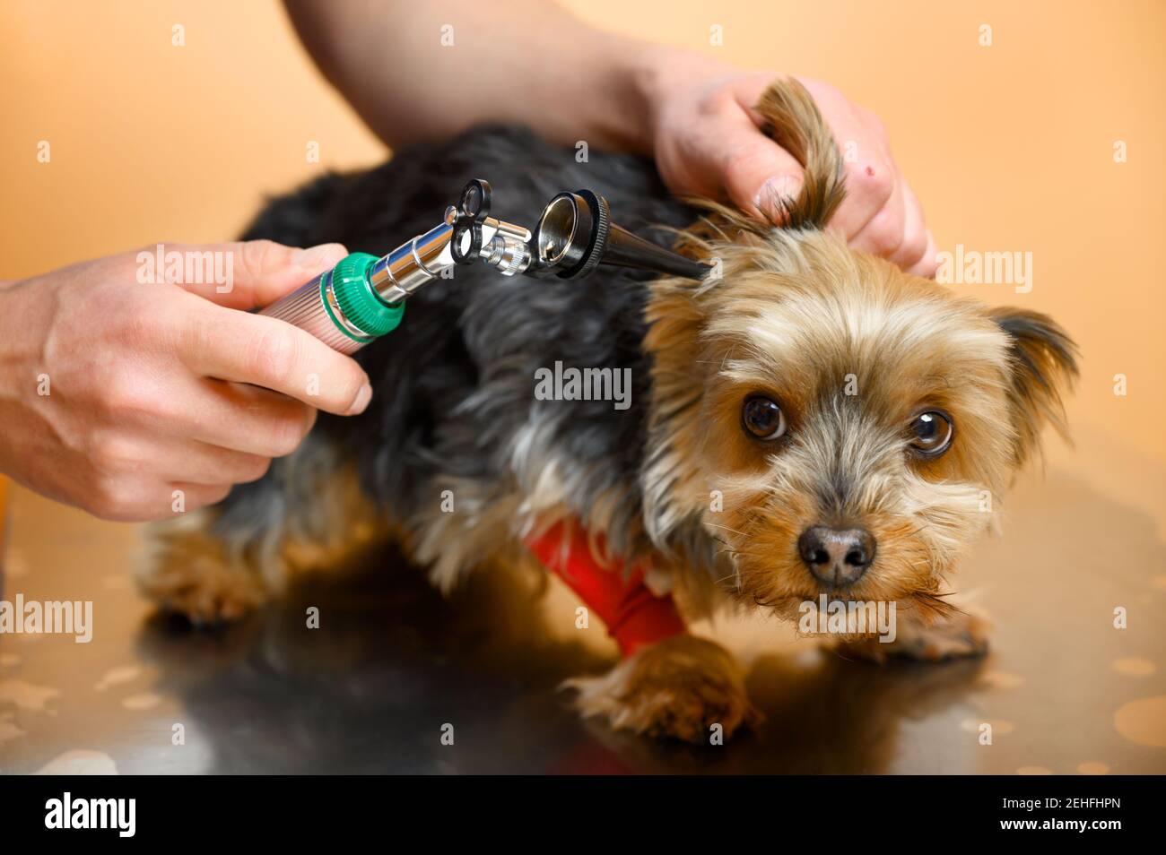 Doctor checking patient ears hi-res stock photography and images - Alamy