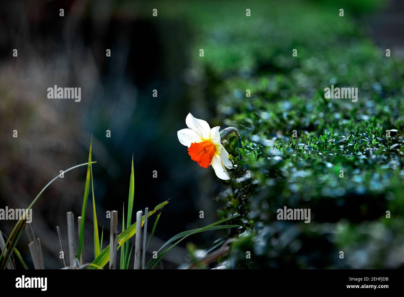 Smal flower hi-res stock photography and images - Alamy