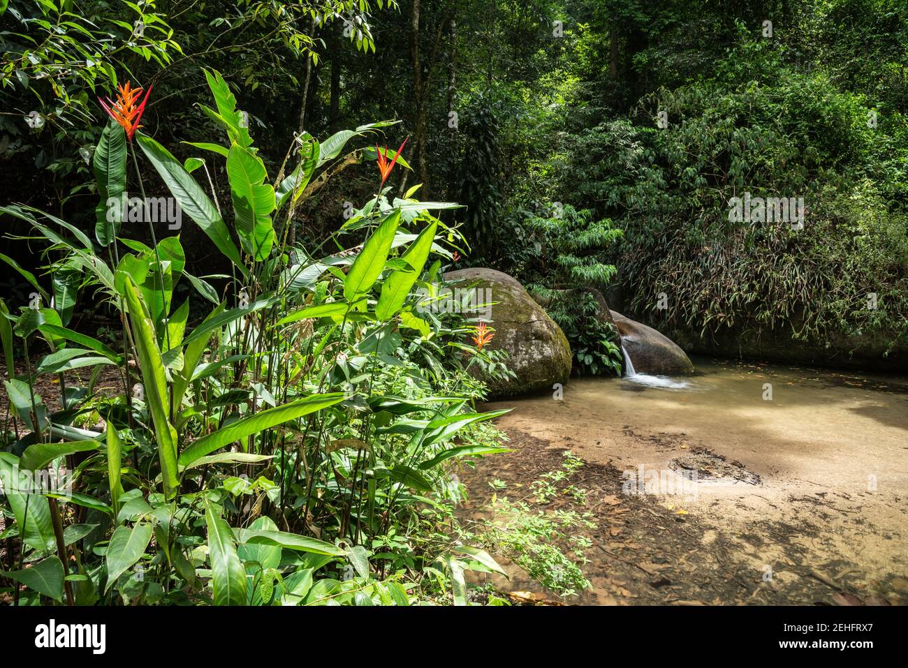 Beautiful waterfall pool in green rainforest Tijuca Park, Rio de ...