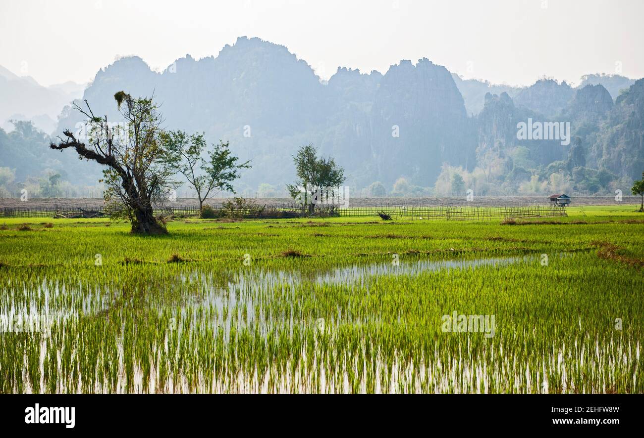 lush rice field in Laos Stock Photo - Alamy