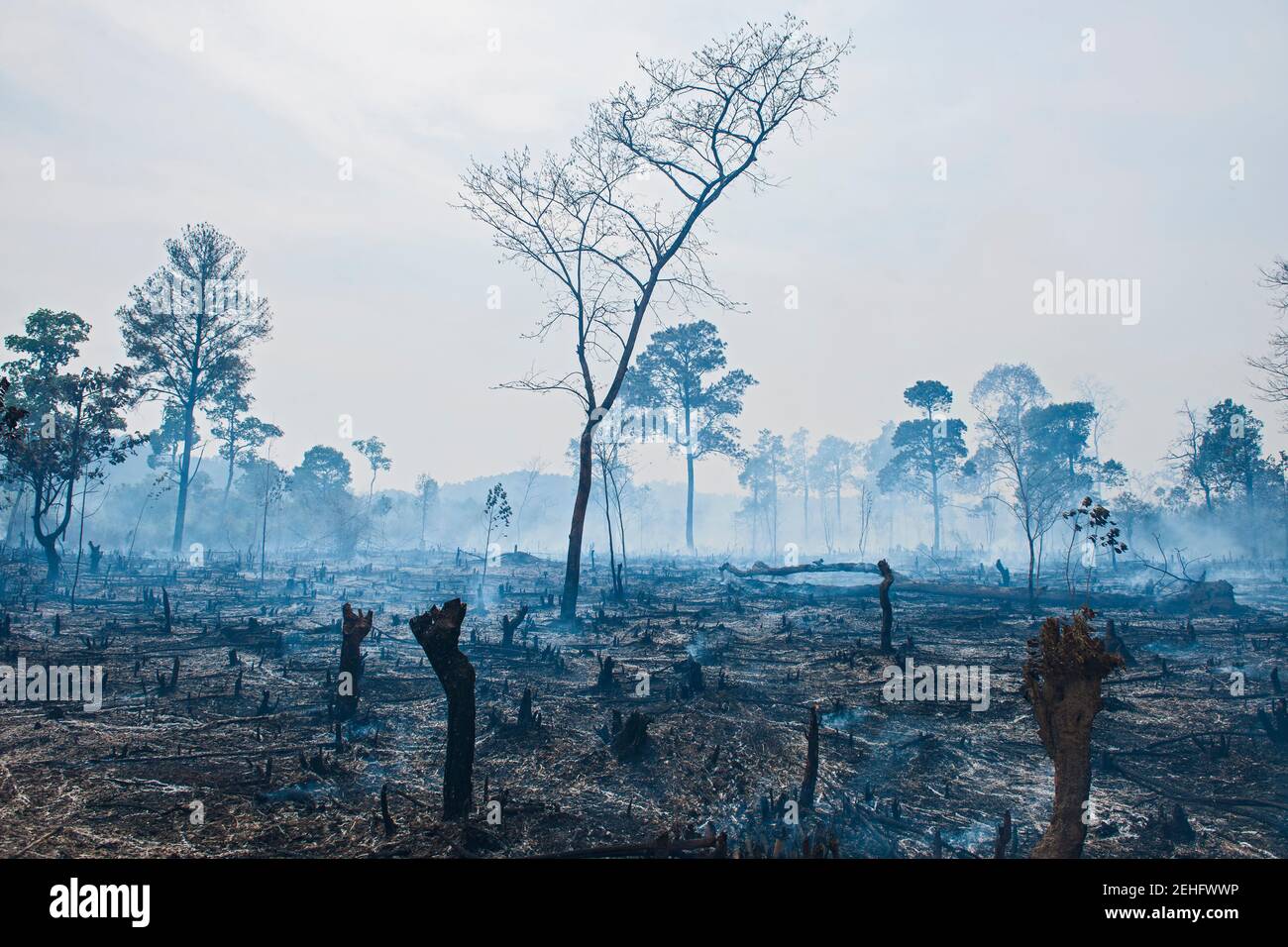 Burned tree forrest fire hi-res stock photography and images - Alamy