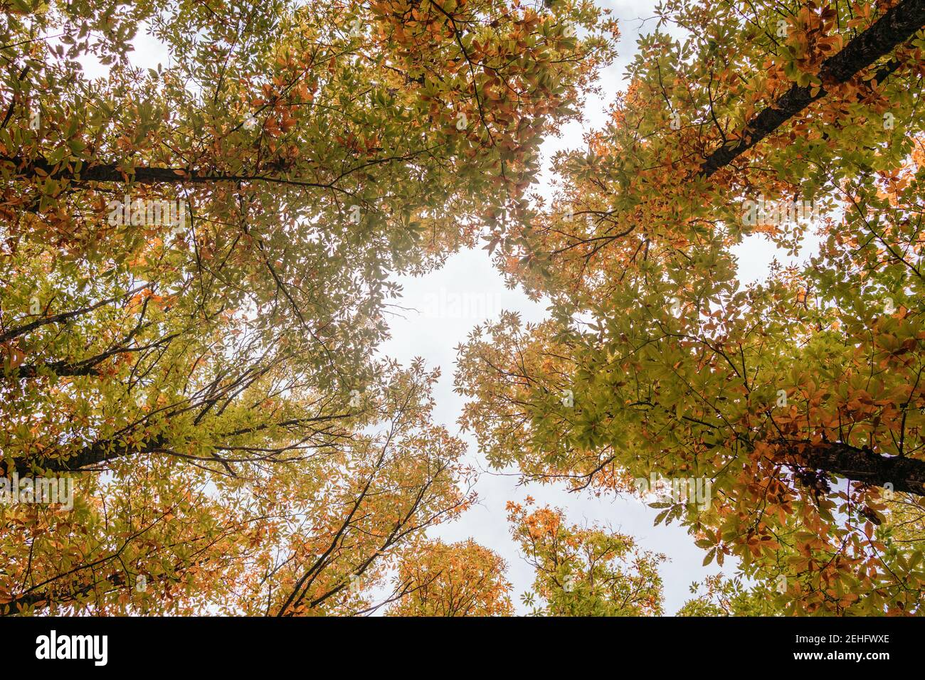 Chestnut forest showing the autumn colours Stock Photo - Alamy
