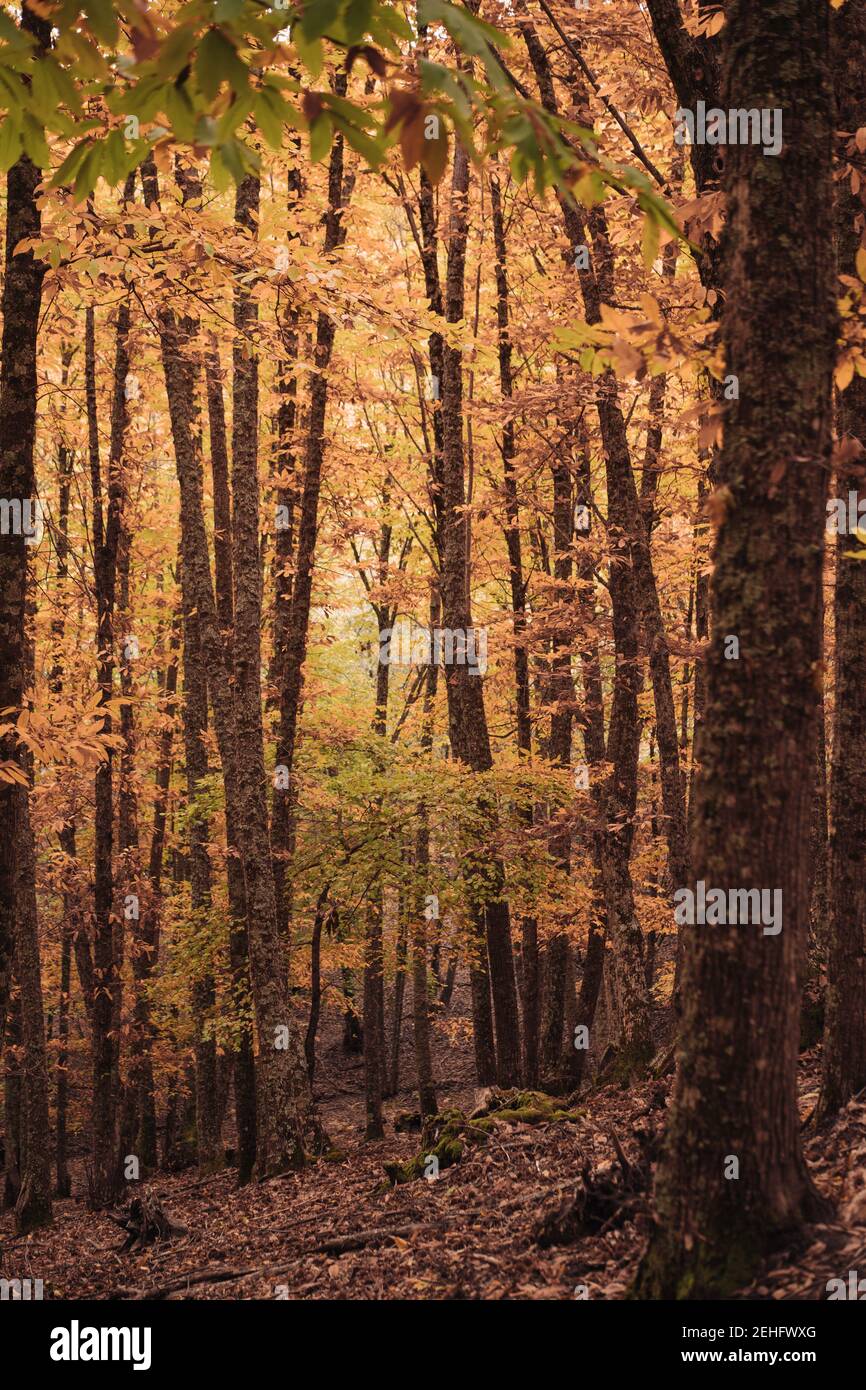 Chestnut forest showing the autumn colours Stock Photo - Alamy