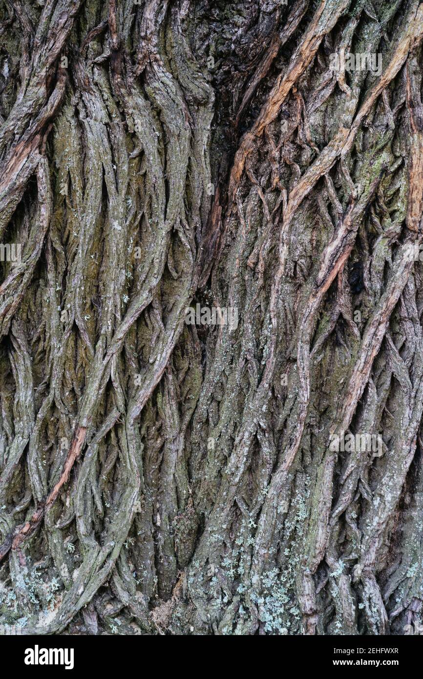 Rough texture of a tree bark Stock Photo - Alamy