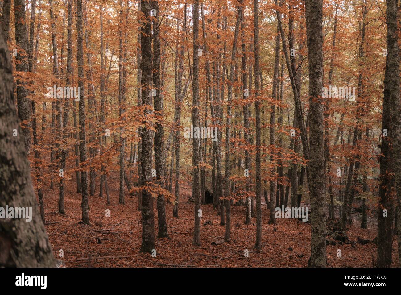 Chestnut forest showing the autumn colours Stock Photo - Alamy