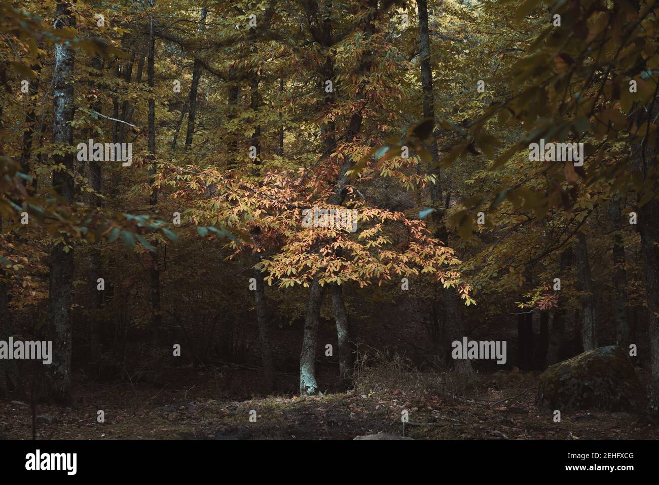 Chestnut forest showing the autumn colours Stock Photo - Alamy