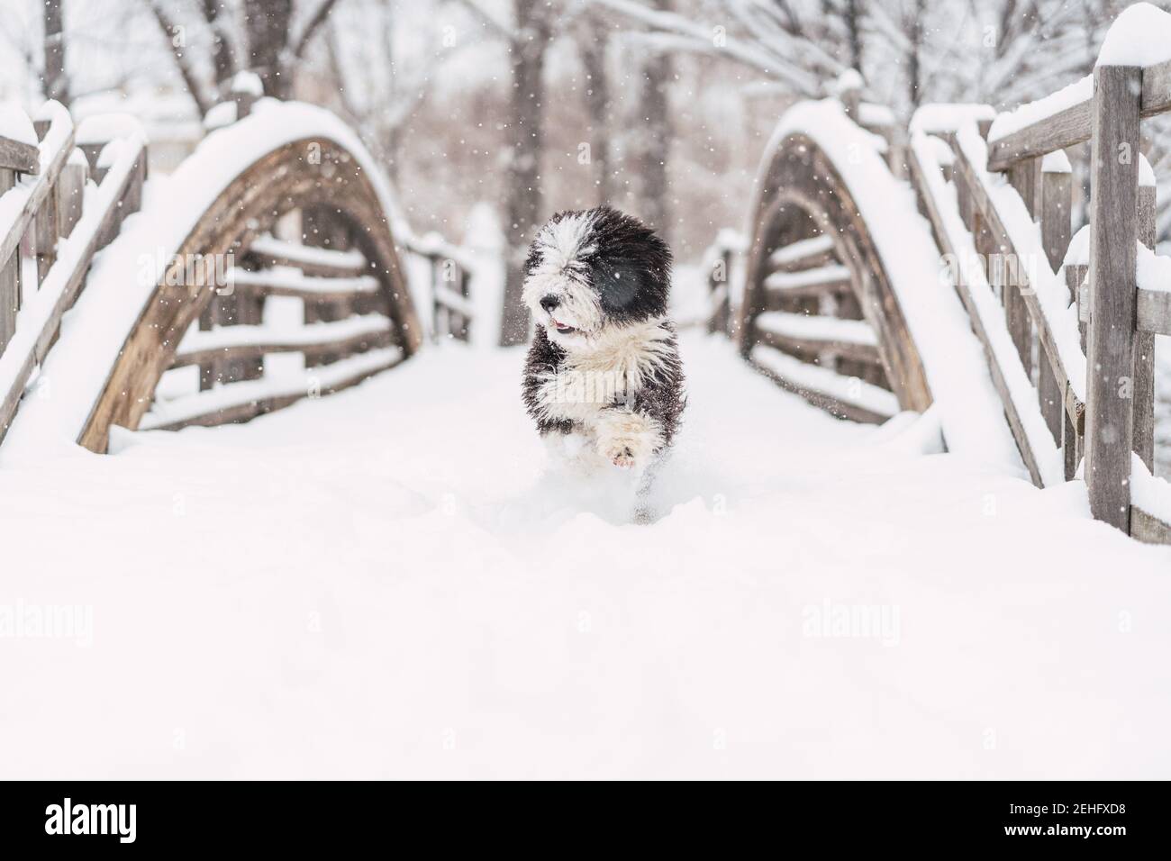 Dog running in the snow while it is snowing Stock Photo - Alamy