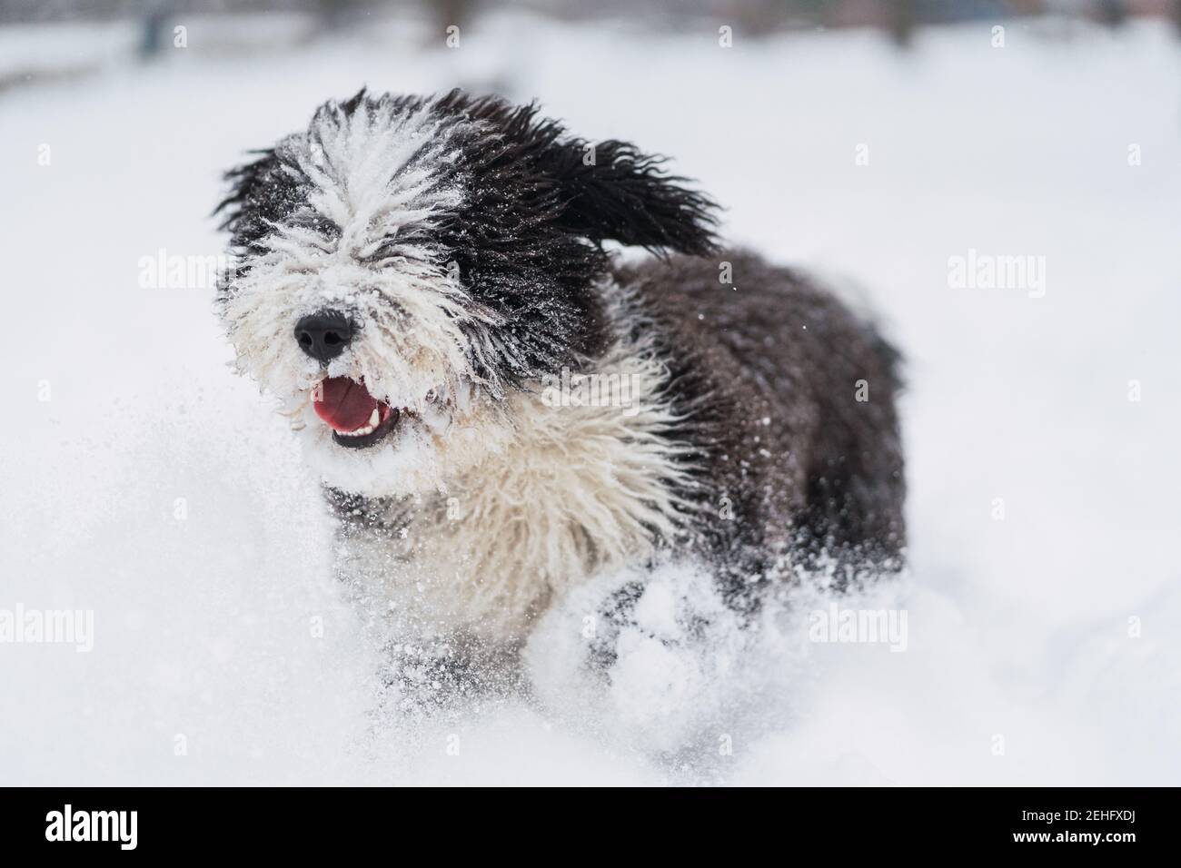 Dog running in the snow while it is snowing Stock Photo - Alamy