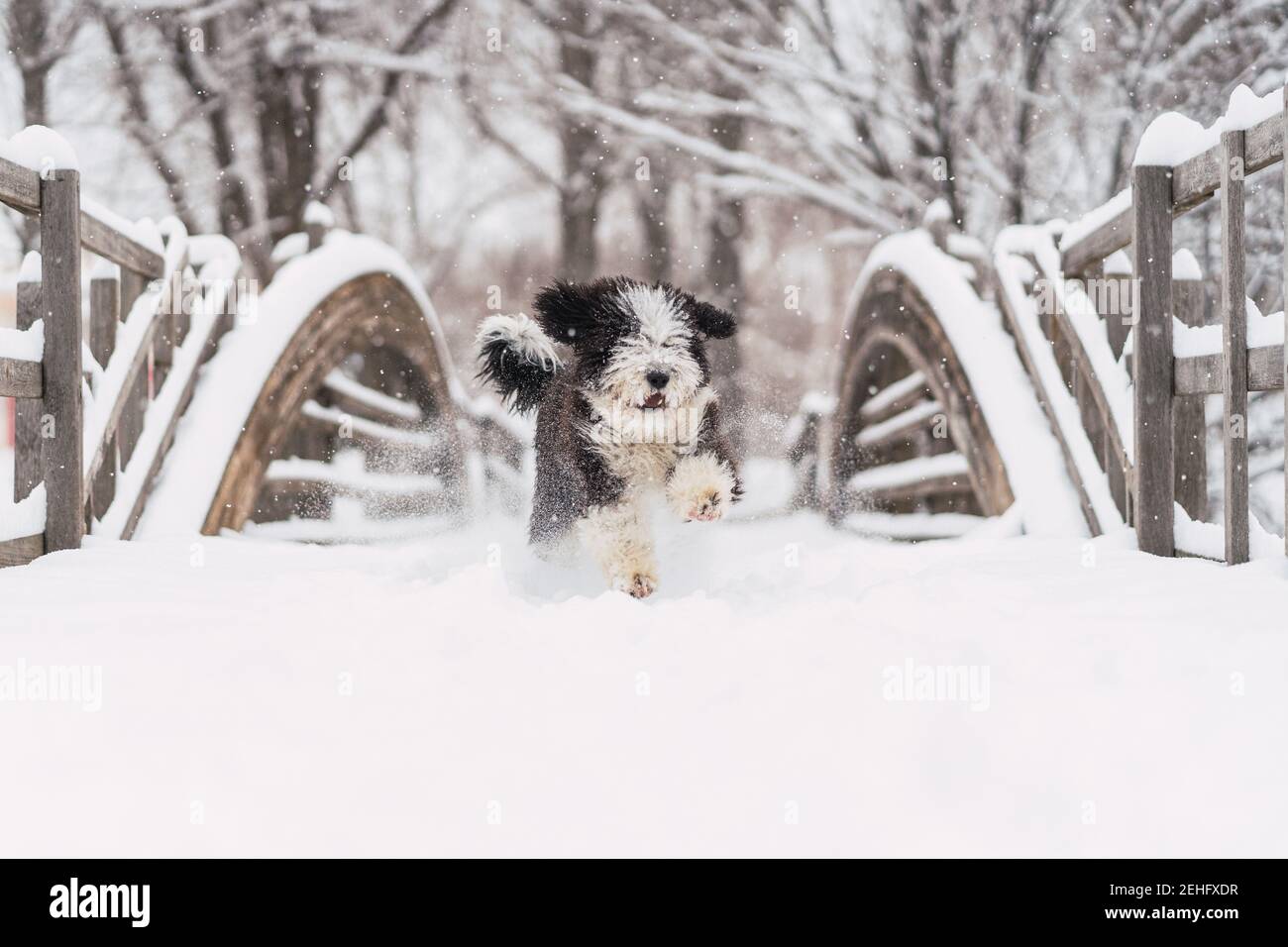 Dog running in the snow while it is snowing Stock Photo - Alamy