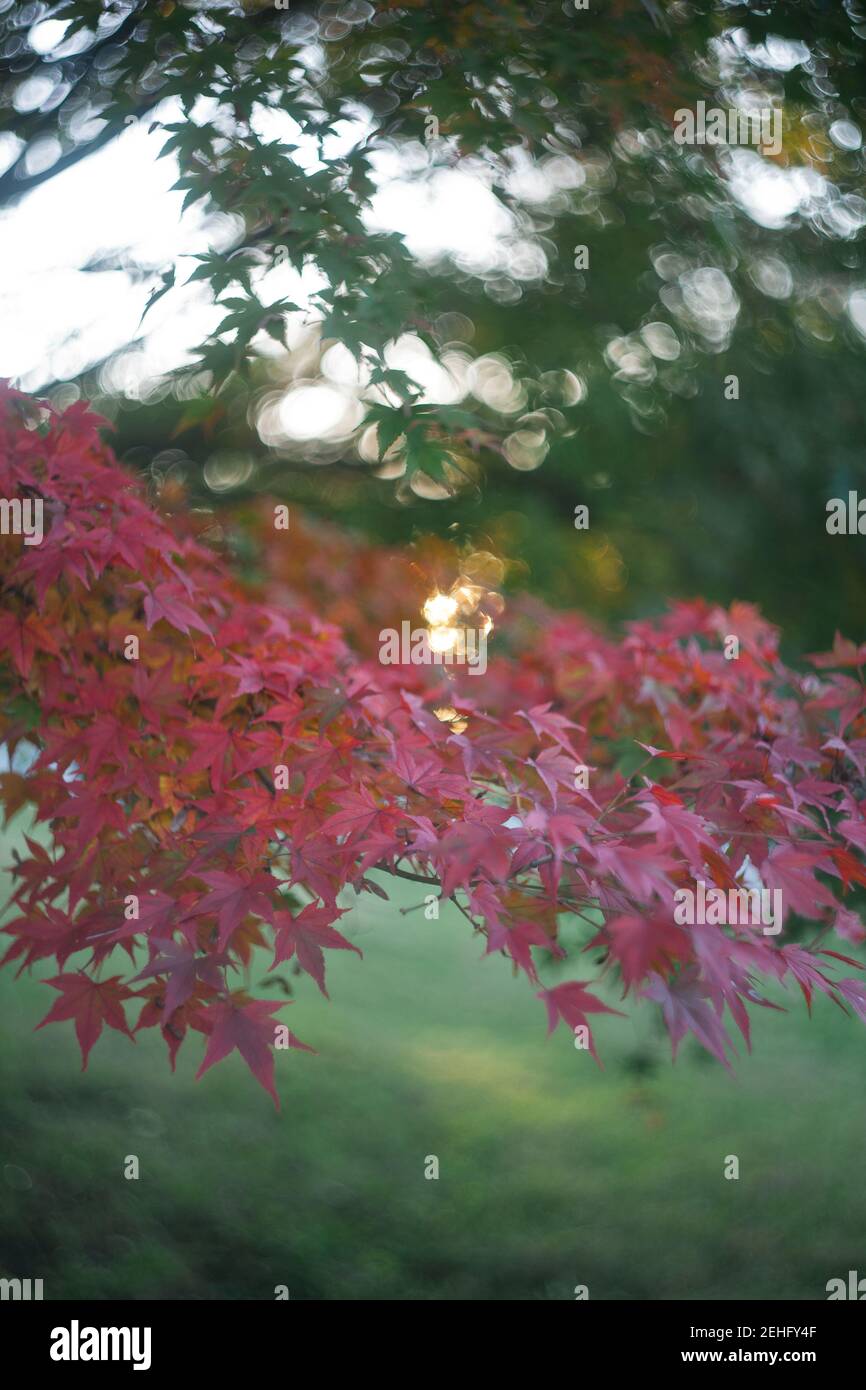 The fall colors of the maple leaves in the Virginia State Arboretum ...