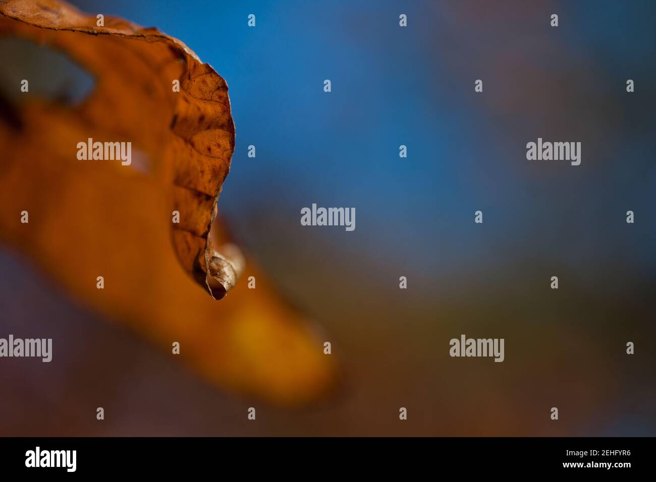 The curl of a golden autumn leaf sets against a blue background Stock ...