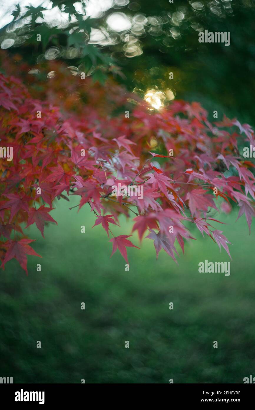 The fall colors of the maple leaves in the Virginia State Arboretum ...