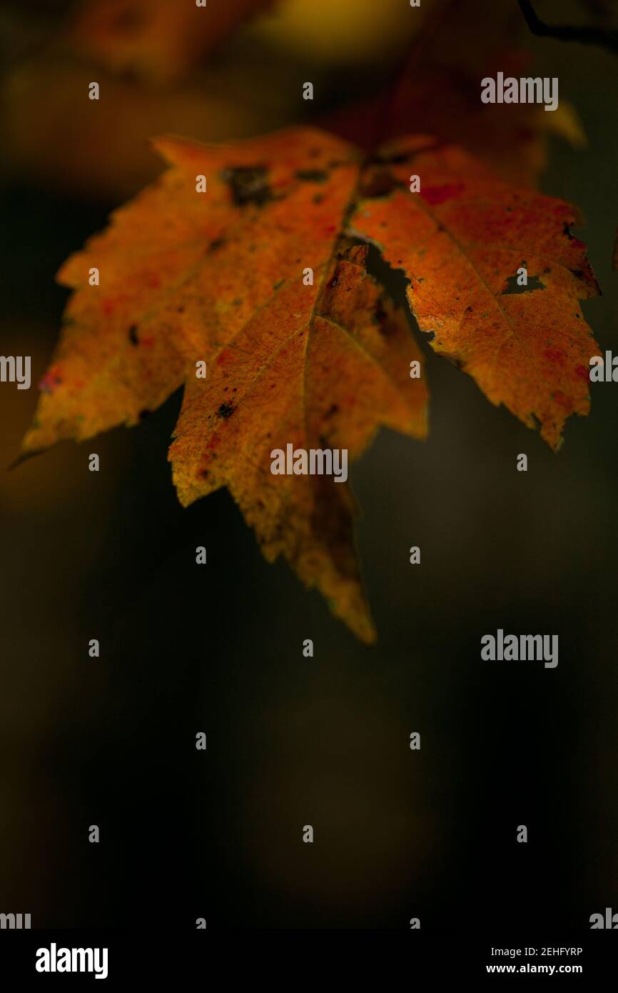 Macro autumn leaves still hang on their tree limbs in the woods of ...