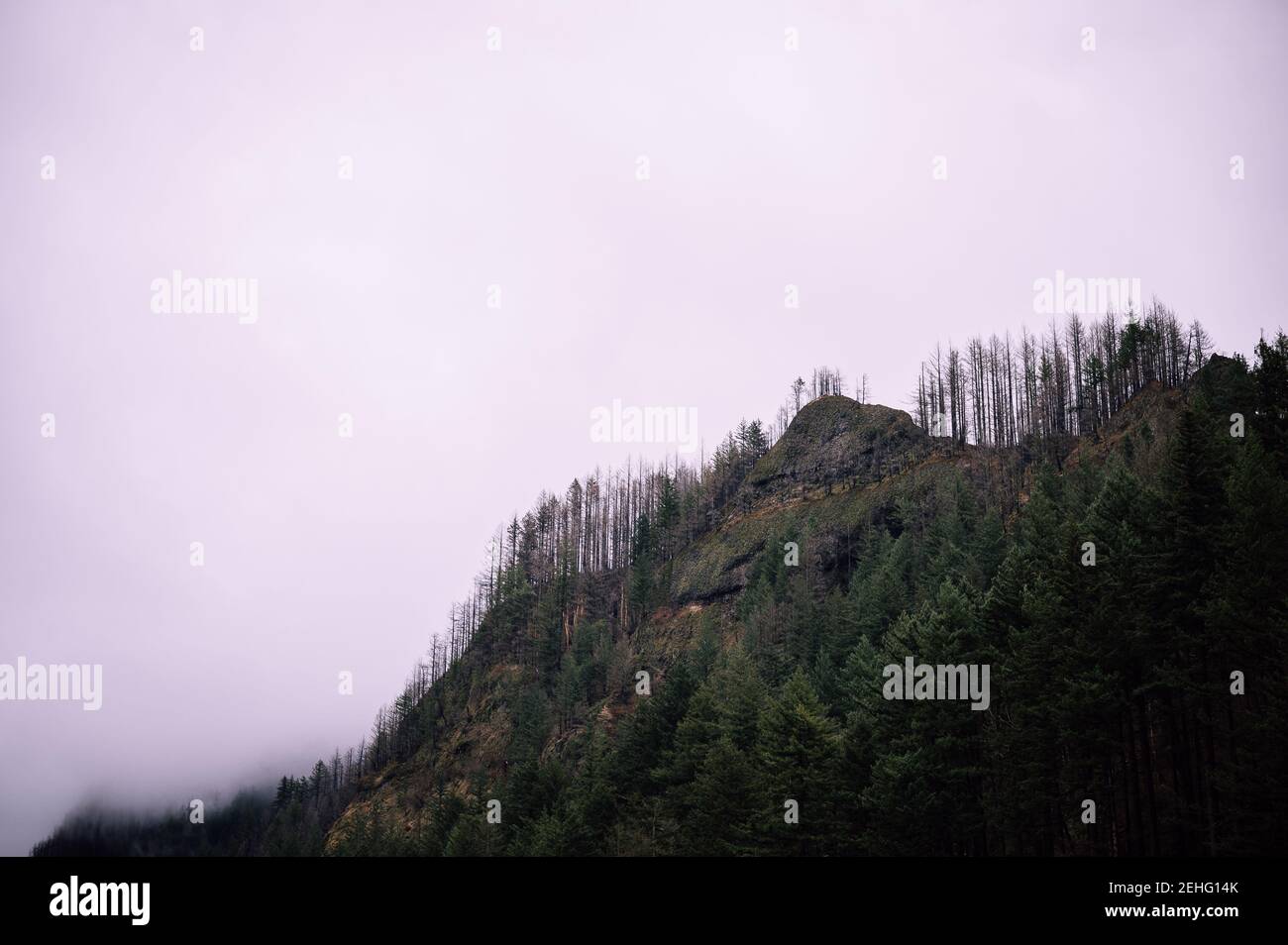 Oregon forest during a rain storm Stock Photo - Alamy