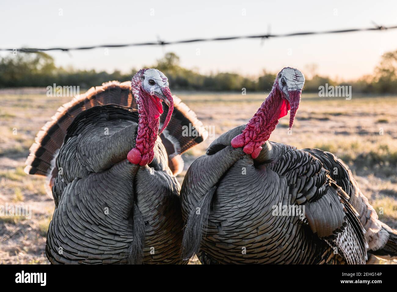Spring turkeys bird portrait hi-res stock photography and images - Alamy