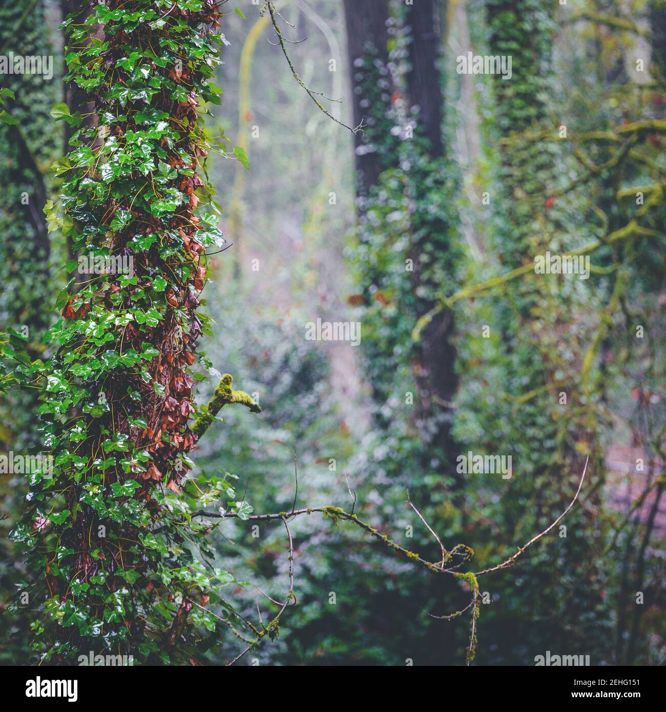 Oregon forest during a rain storm Stock Photo - Alamy