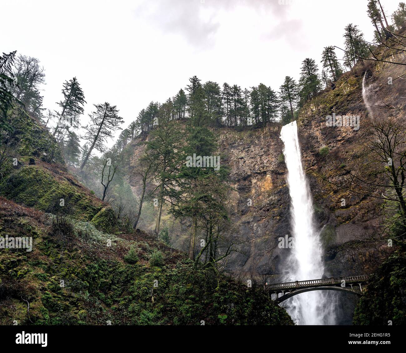 Oregon forest during a rain storm Stock Photo - Alamy