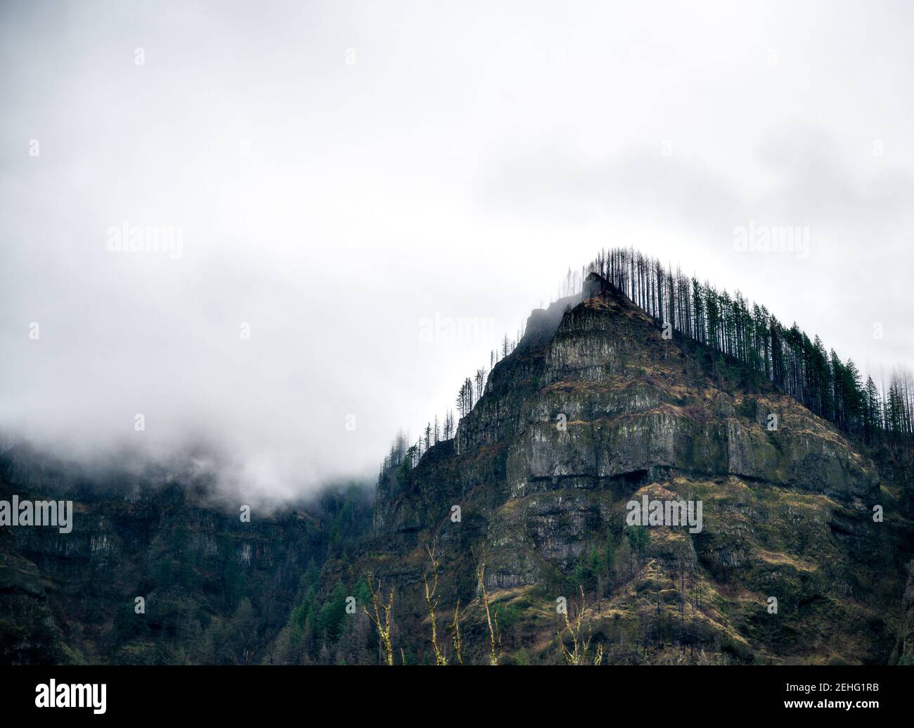 Oregon forest during a rain storm Stock Photo - Alamy