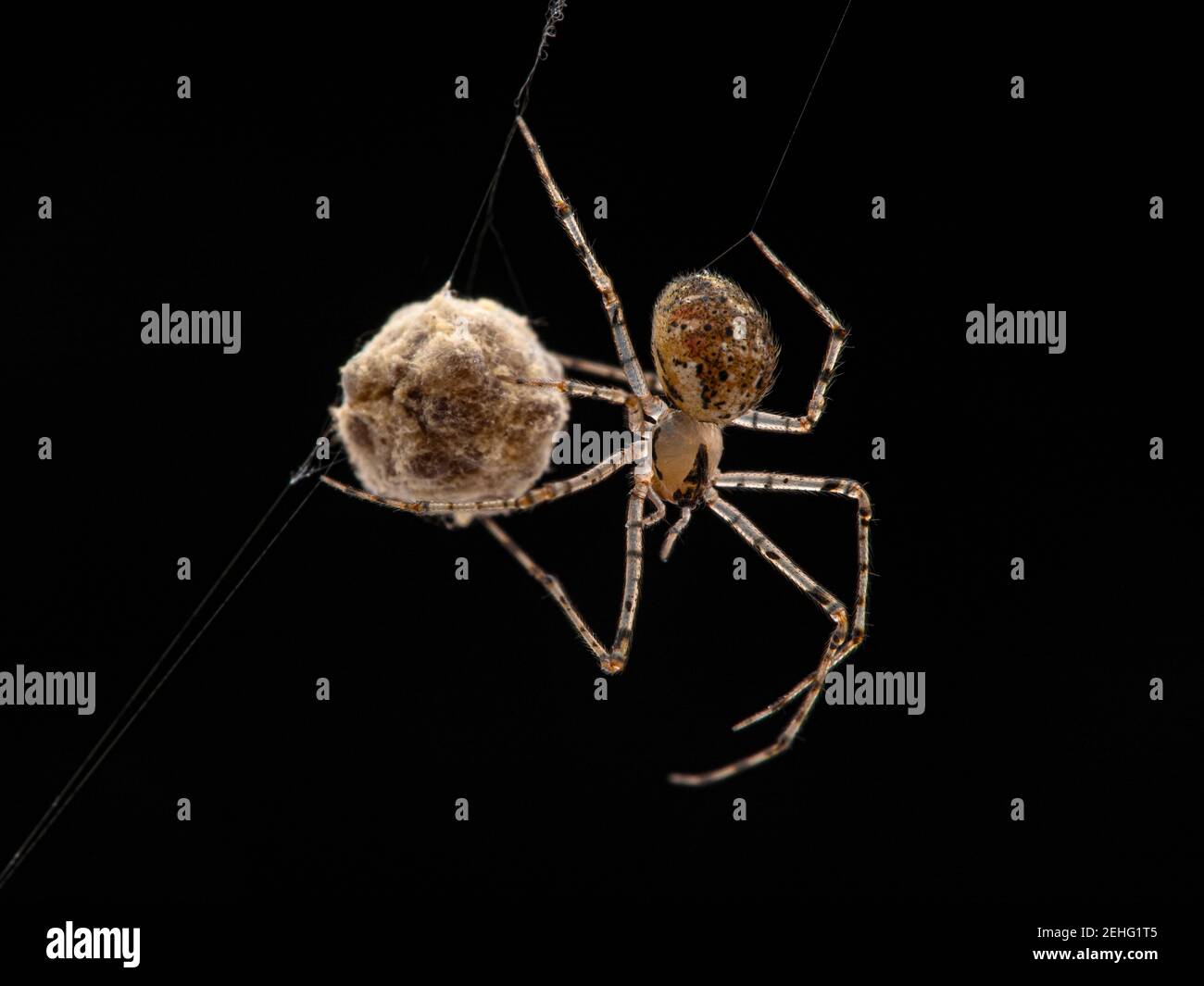 Tangle Web Spider High Resolution Stock Photography and Images - Alamy