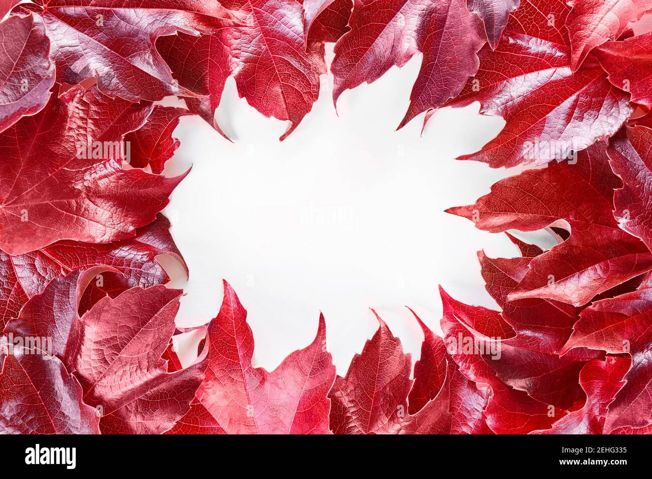 Frame with red decorative wild grape leaves isolated on white ...