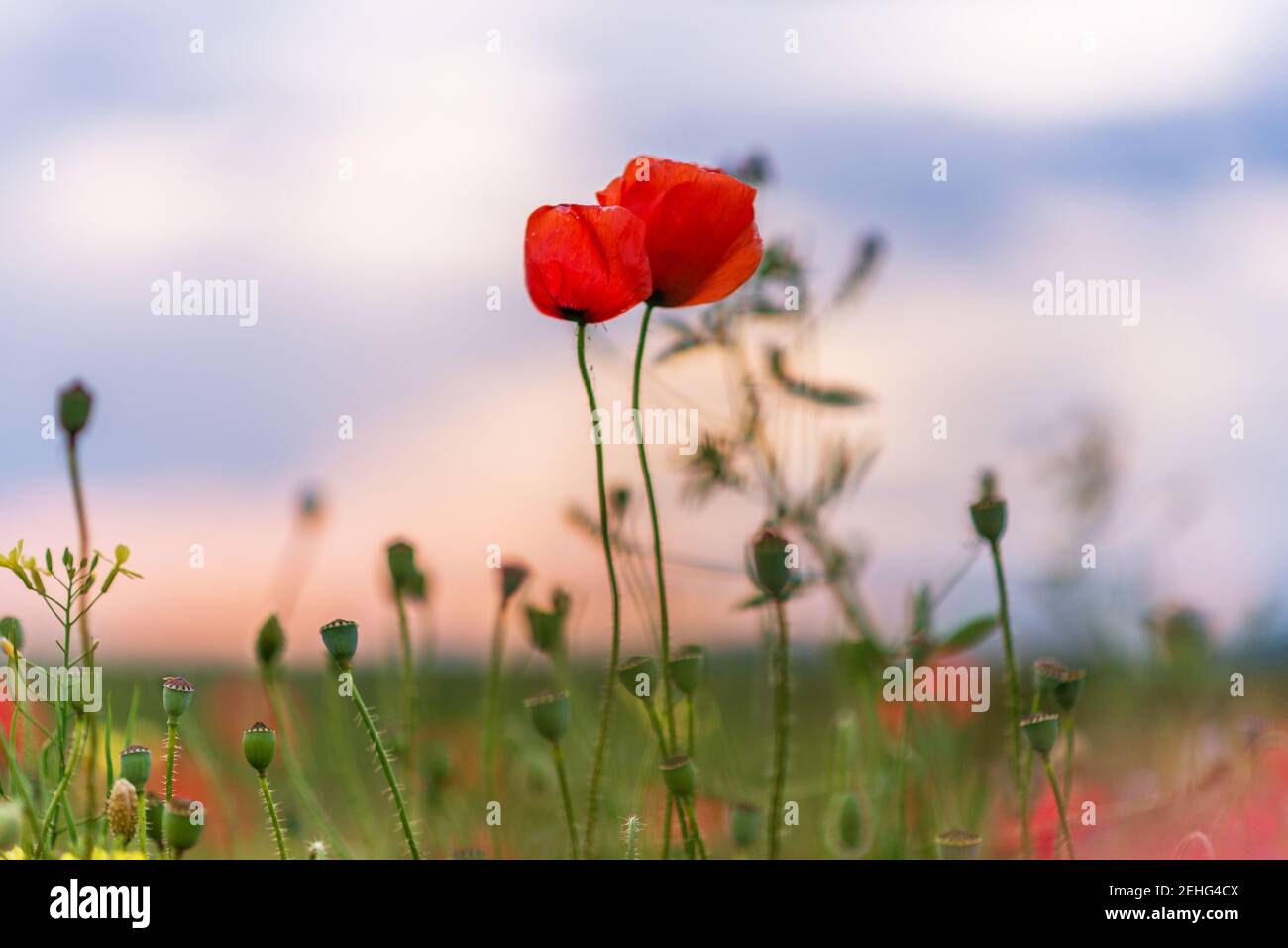 Beautiful red poppies sunset hi-res stock photography and images - Alamy