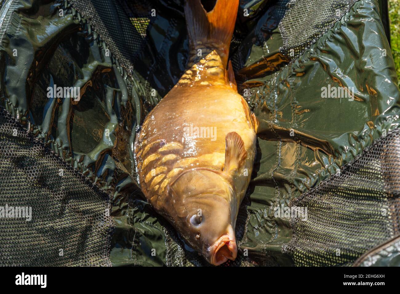 Live carp in a swing caught by sunrise Stock Photo - Alamy